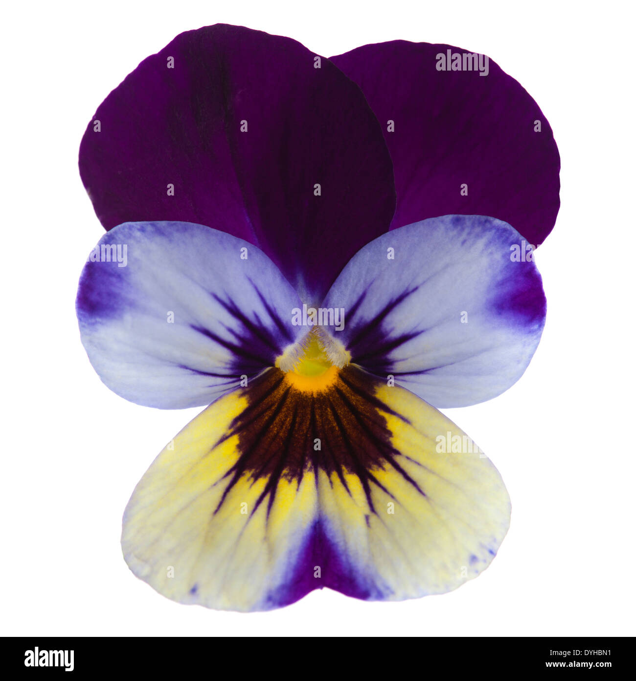 Garden variegated leaf Cut Out Stock Images & Pictures - Alamy