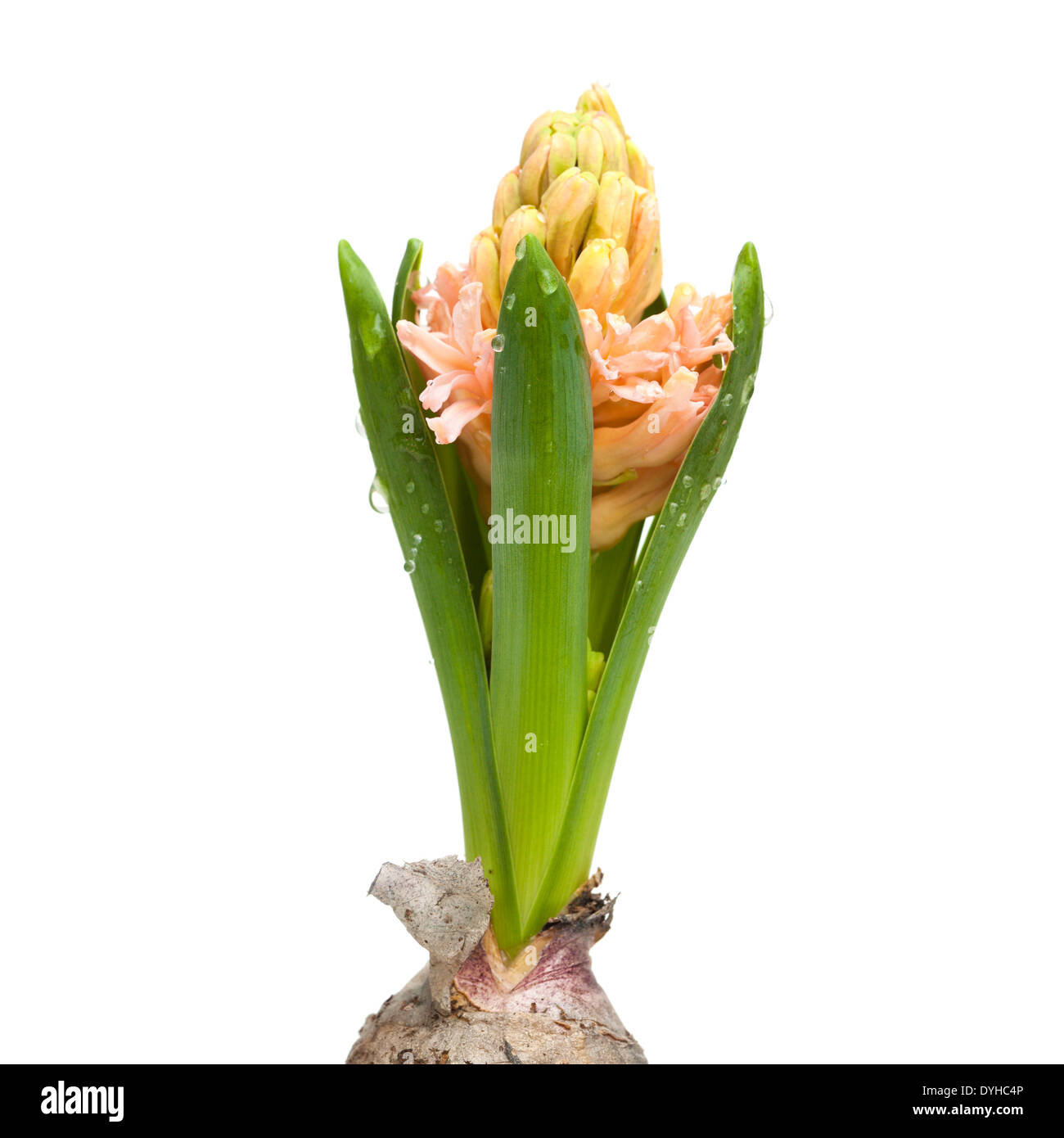 Opening of salmon season hi-res stock photography and images - Alamy