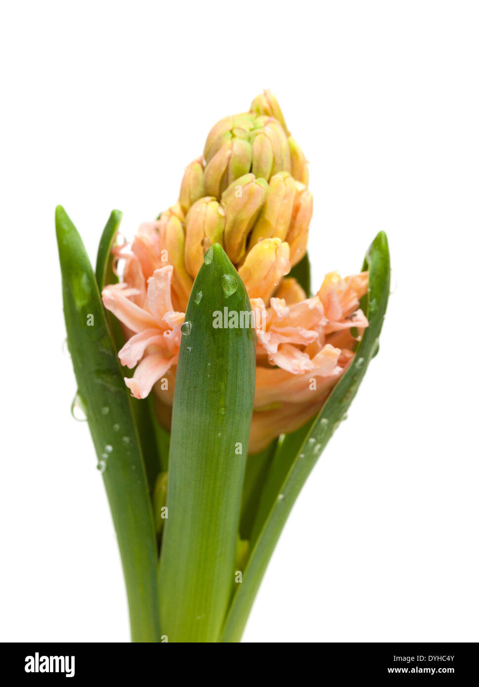 opening salmon-colored hyacinth isolated on white Stock Photo - Alamy