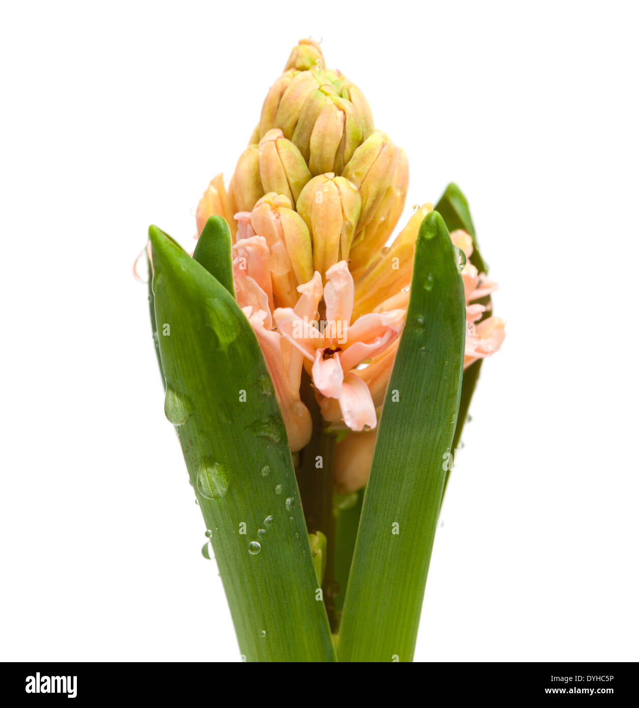 opening salmon-colored hyacinth isolated on white Stock Photo - Alamy
