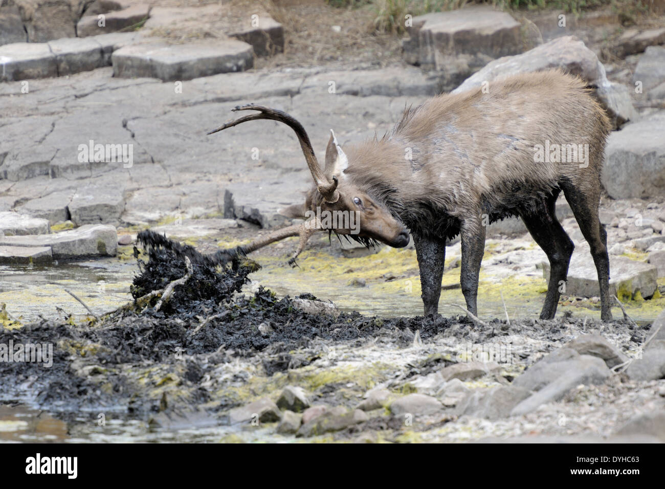Sambar deer (Rusa unicolor) rudding in mud during rut Stock Photo - Alamy