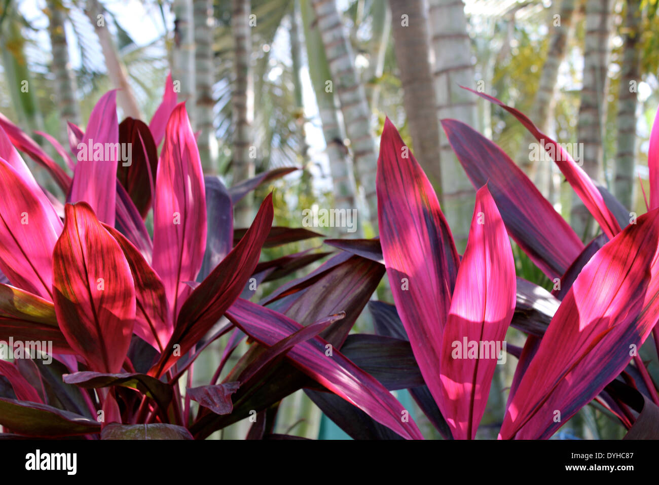 Colourful red leaves with palms in the background, Acapulco, Mexico ...