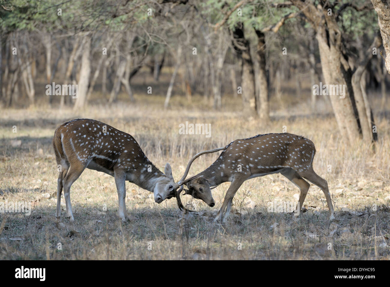 Spotted deer (Axis axis) fighting Stock Photo - Alamy