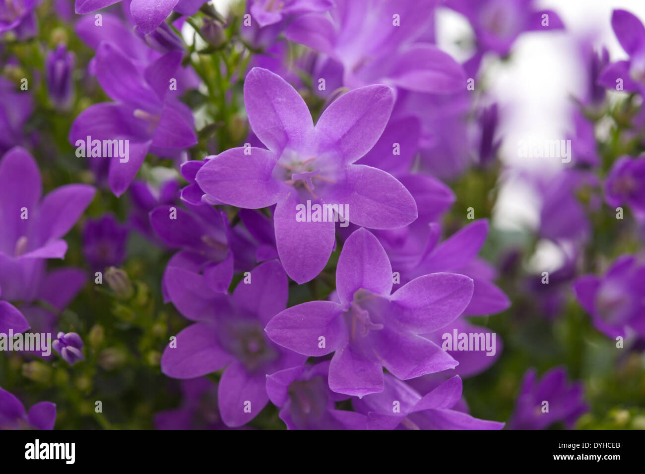 flowering wall bellflower Campanula portenschlagiana Stock Photo - Alamy
