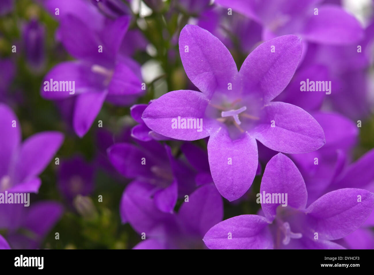 flowering wall bellflower Campanula portenschlagiana Stock Photo - Alamy