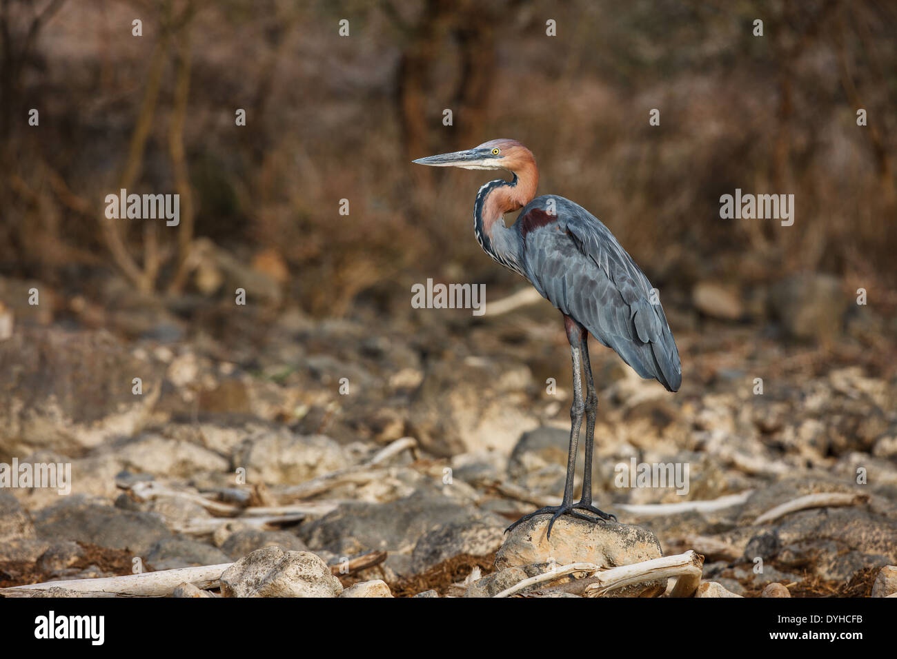 Goliath Heron (Ardea goliath Stock Photo - Alamy