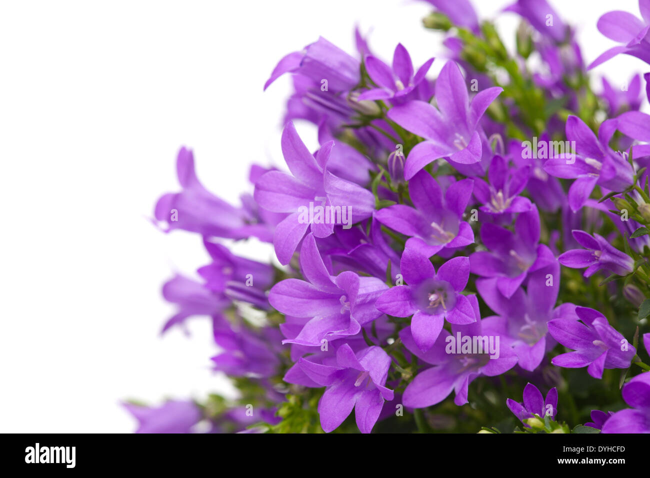 flowering wall bellflower Campanula portenschlagiana Stock Photo - Alamy