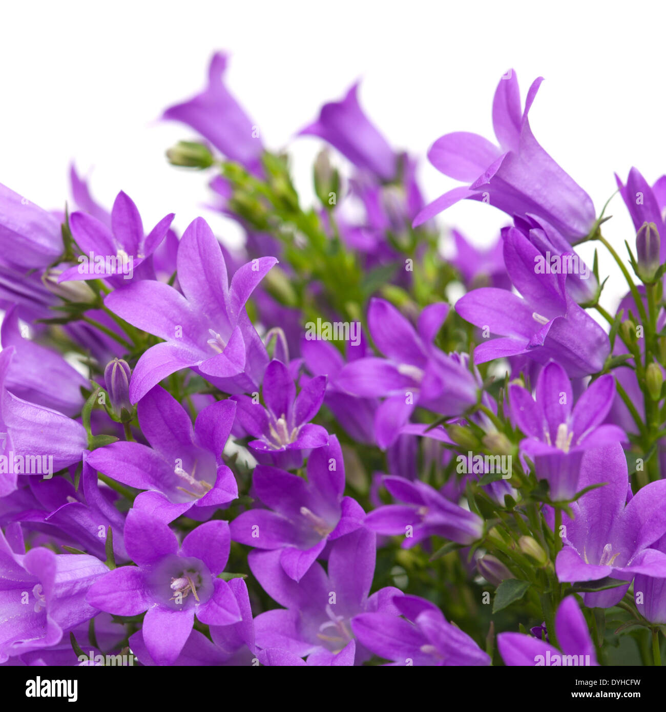 flowering wall bellflower Campanula portenschlagiana Stock Photo - Alamy