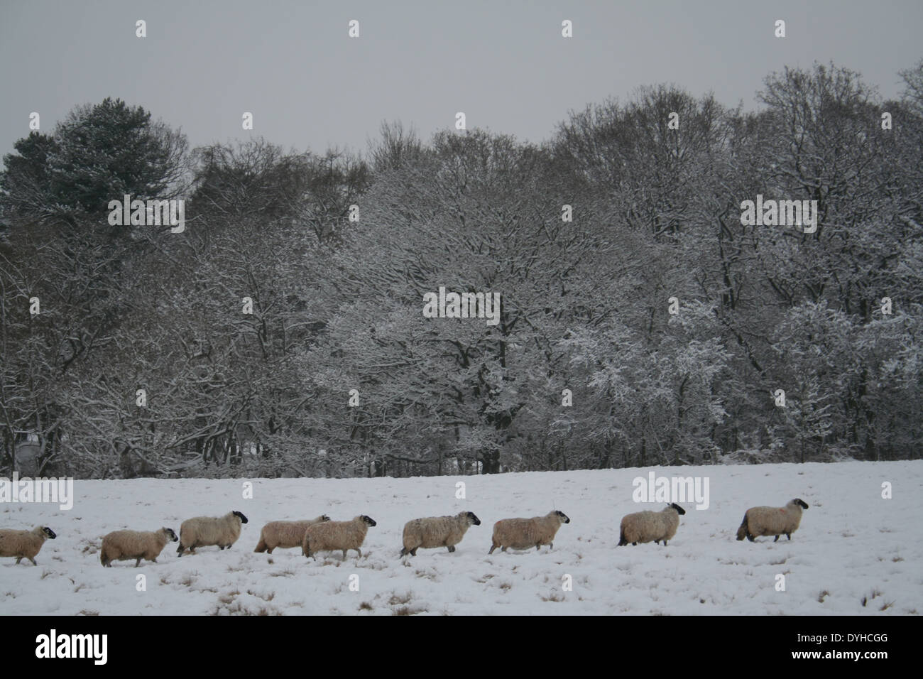 Sheep in snow Stock Photo - Alamy