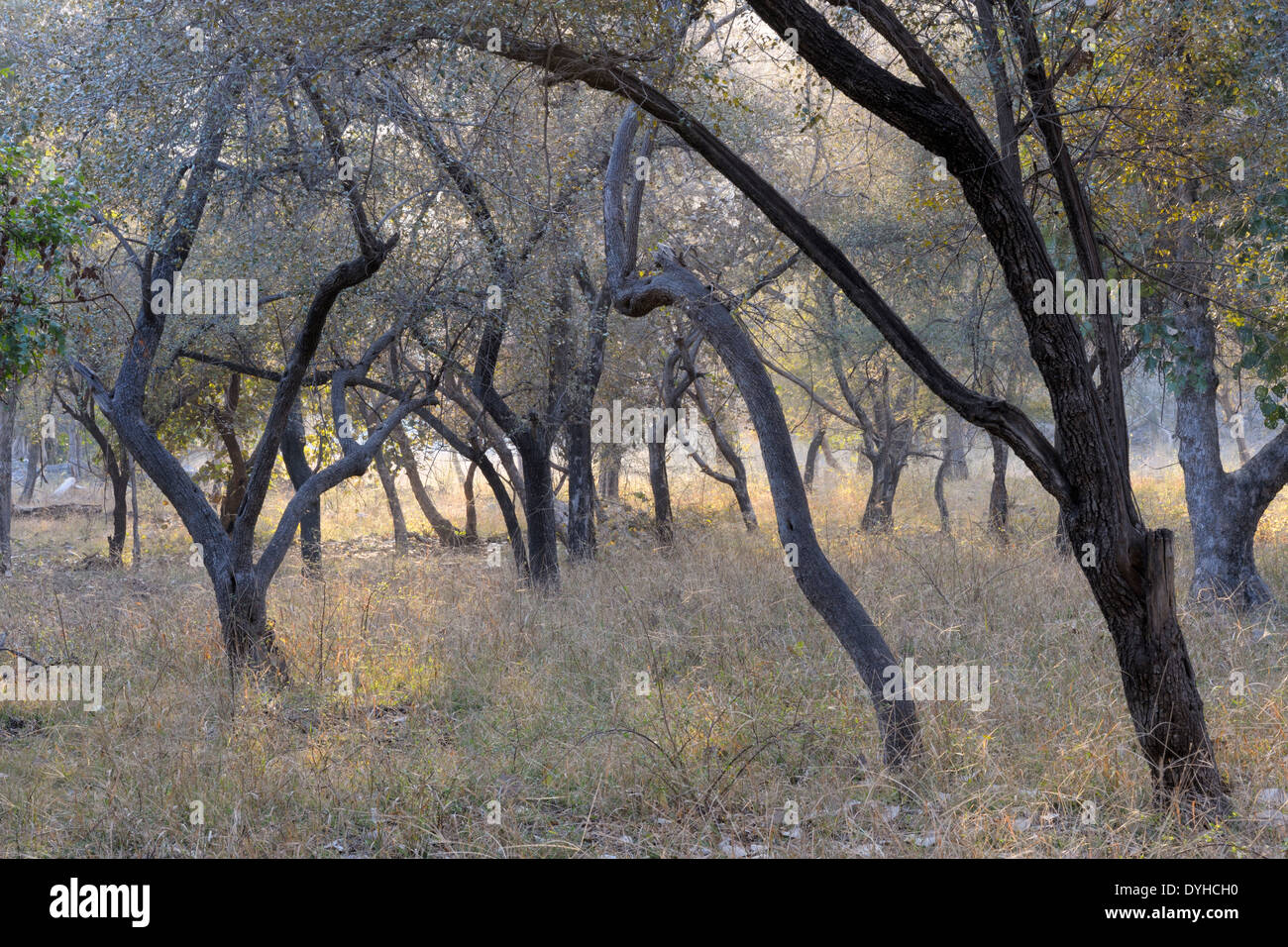 National science day india hi-res stock photography and images - Alamy