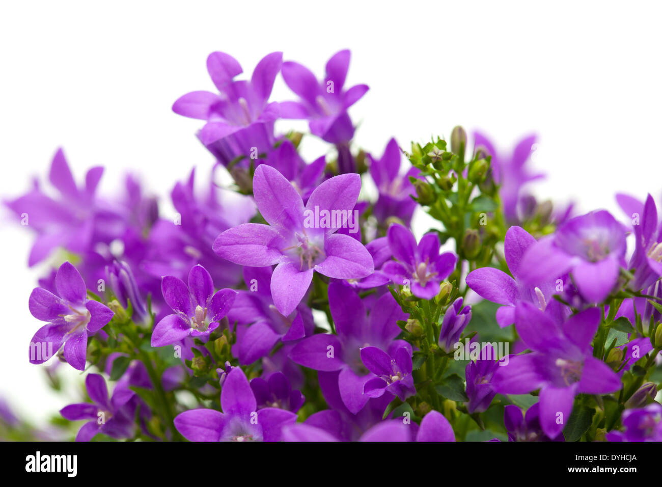 flowering wall bellflower Campanula portenschlagiana Stock Photo - Alamy