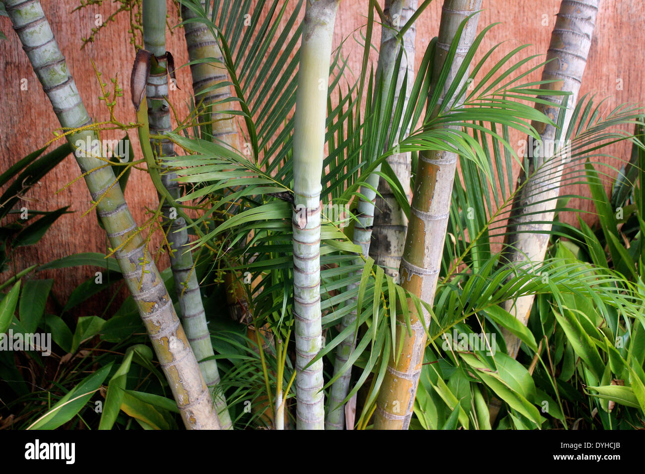 Palm trees against pink wall, Acapulco, Mexico Stock Photo - Alamy