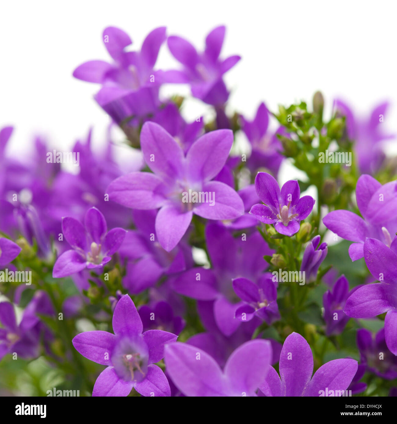flowering wall bellflower Campanula portenschlagiana Stock Photo - Alamy