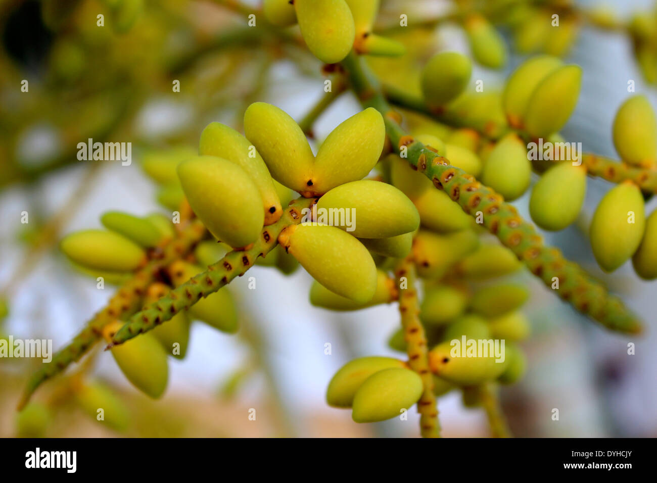 Fruit on palm tree, Acapulco, Mexico Stock Photo - Alamy