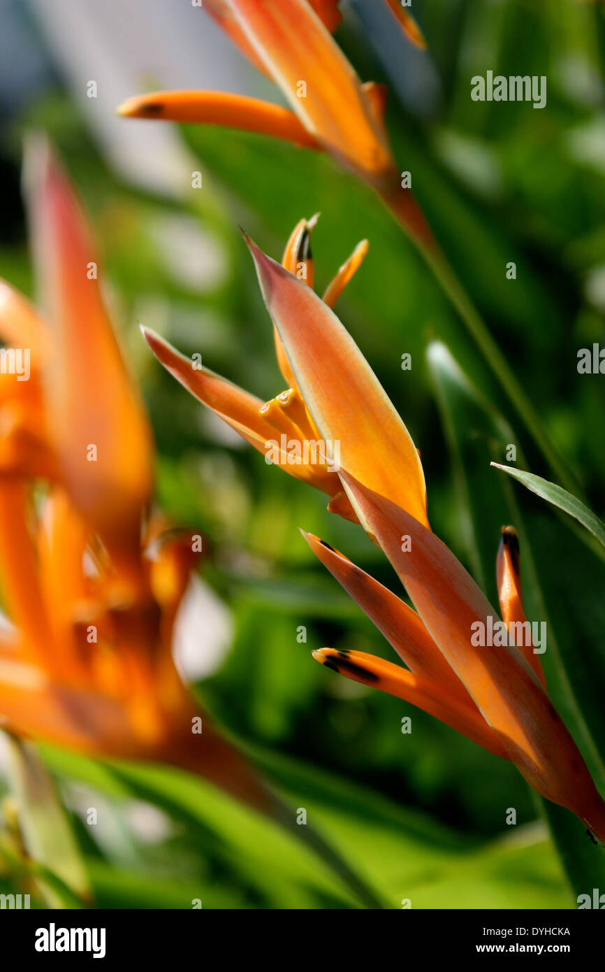 Orange flowers, Acapulco, Mexico Stock Photo - Alamy