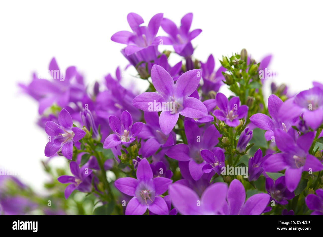 flowering wall bellflower Campanula portenschlagiana Stock Photo - Alamy