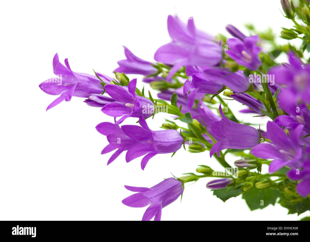 flowering wall bellflower Campanula portenschlagiana Stock Photo - Alamy