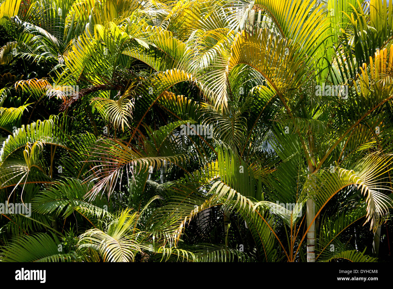 Clump of palm trees in Acapulco, Guerrero, exico Stock Photo - Alamy