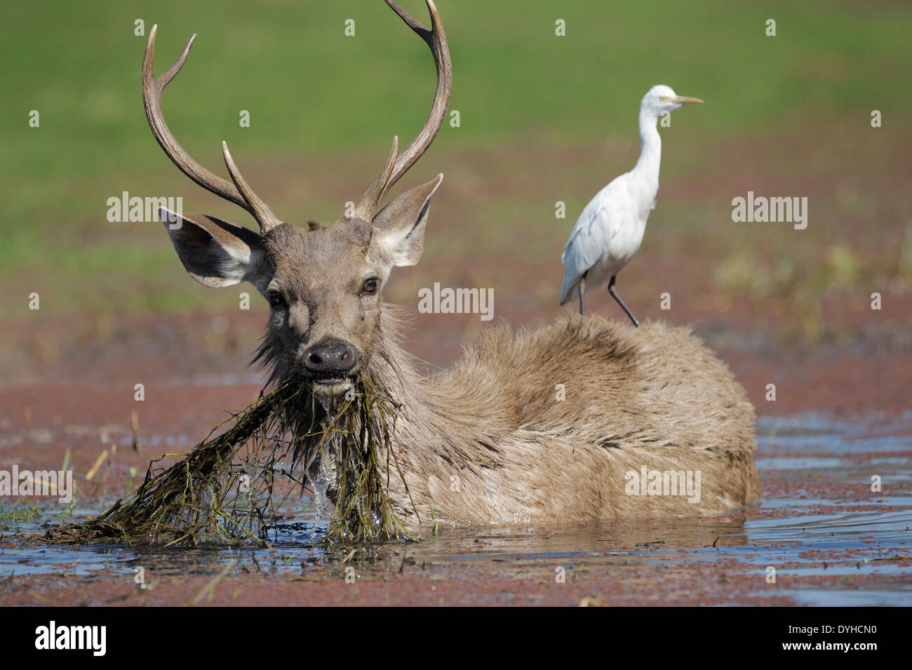 Two birds standing side by side in shallow water hi-res stock ...
