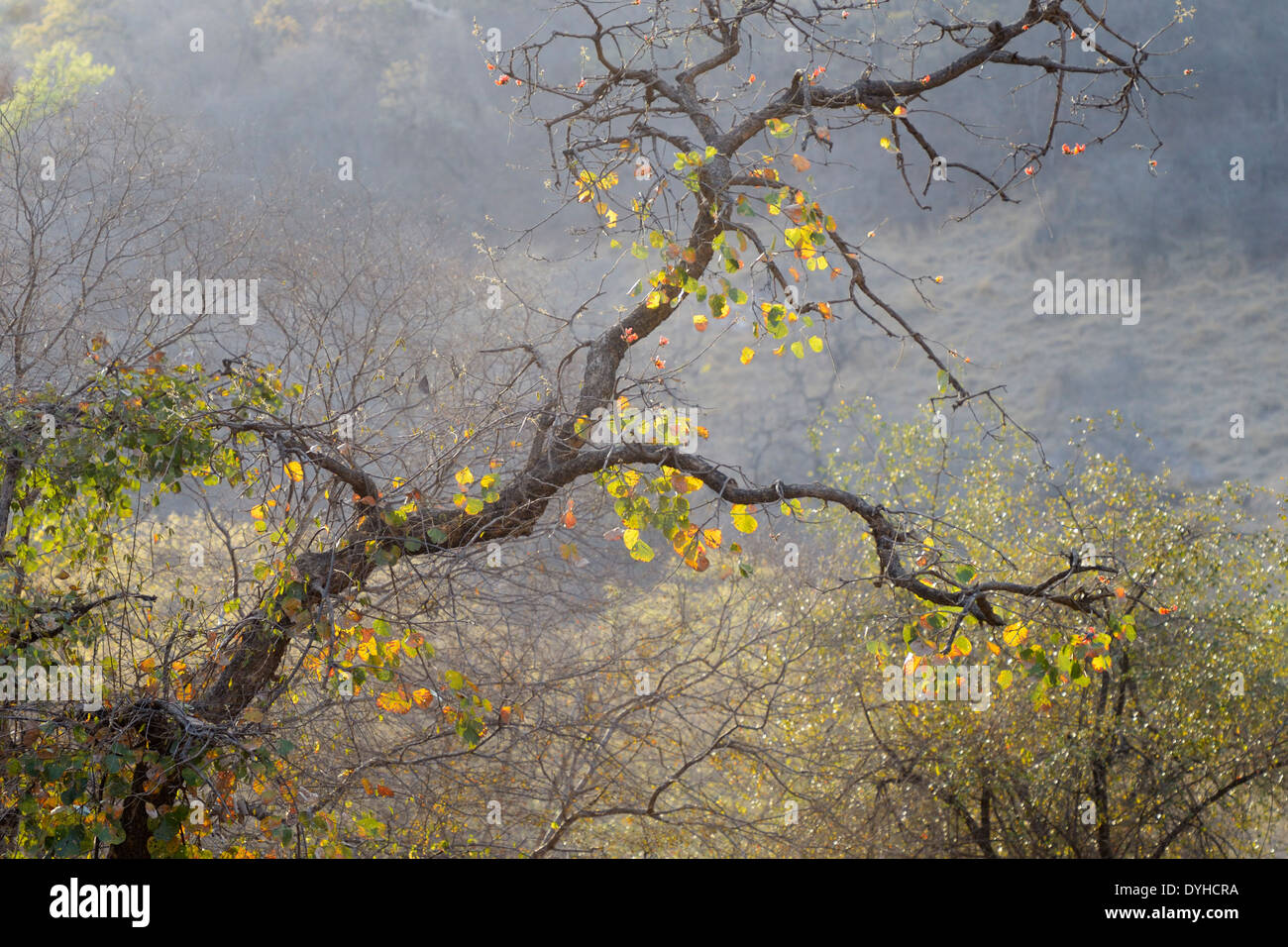 Dry forest and tropical jungle hi-res stock photography and images - Alamy