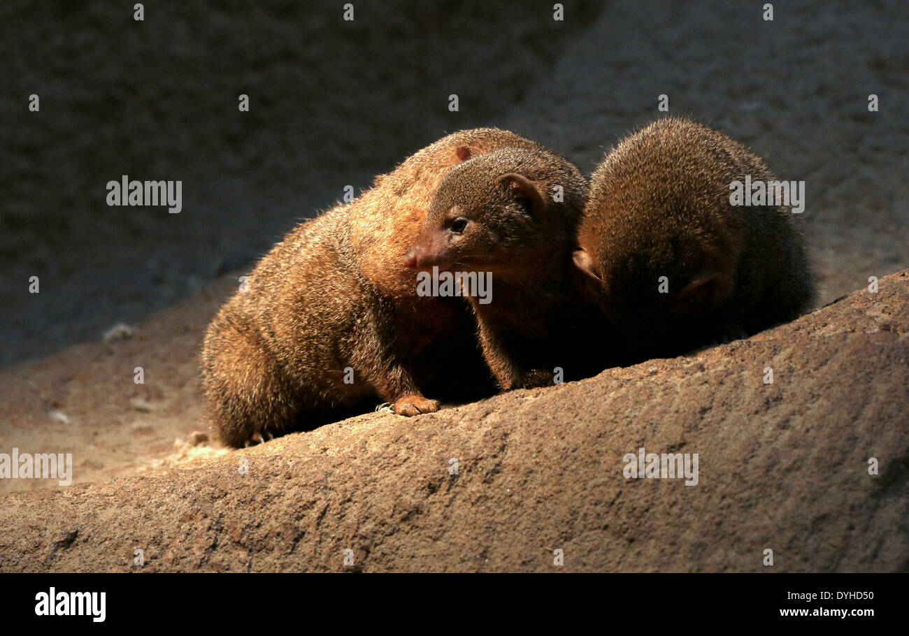 Group of three Common dwarf mongooses (Helogale parvula Stock Photo - Alamy