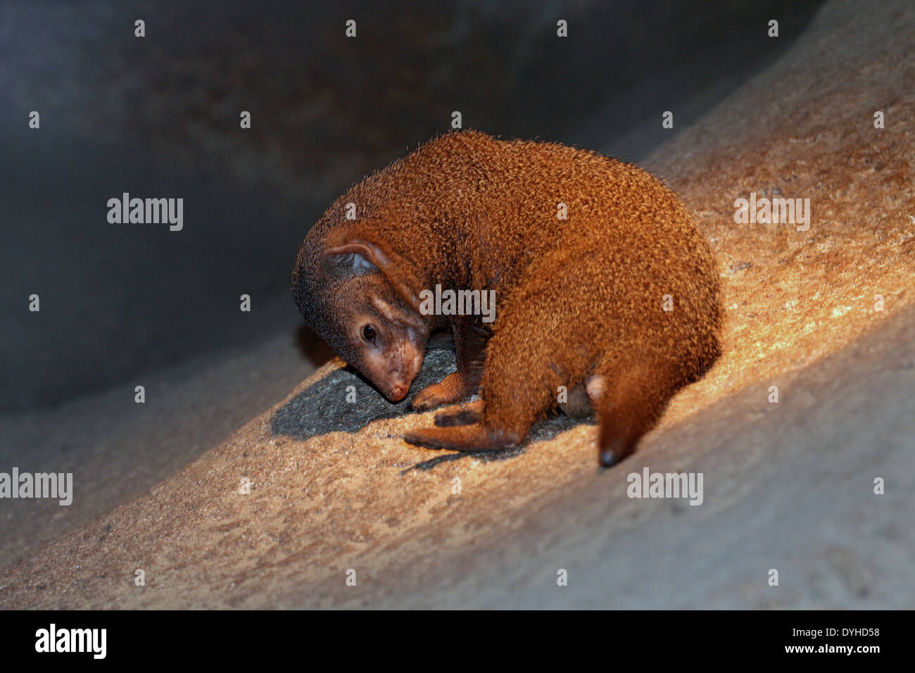 Common dwarf mongoose (Helogale parvula Stock Photo - Alamy