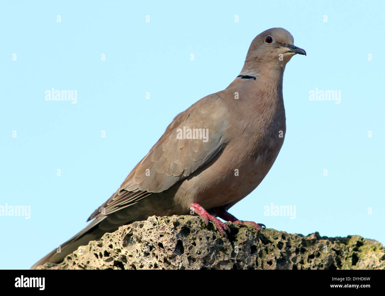 Eurasian Collared Dove (Streptopelia decaocto Stock Photo - Alamy