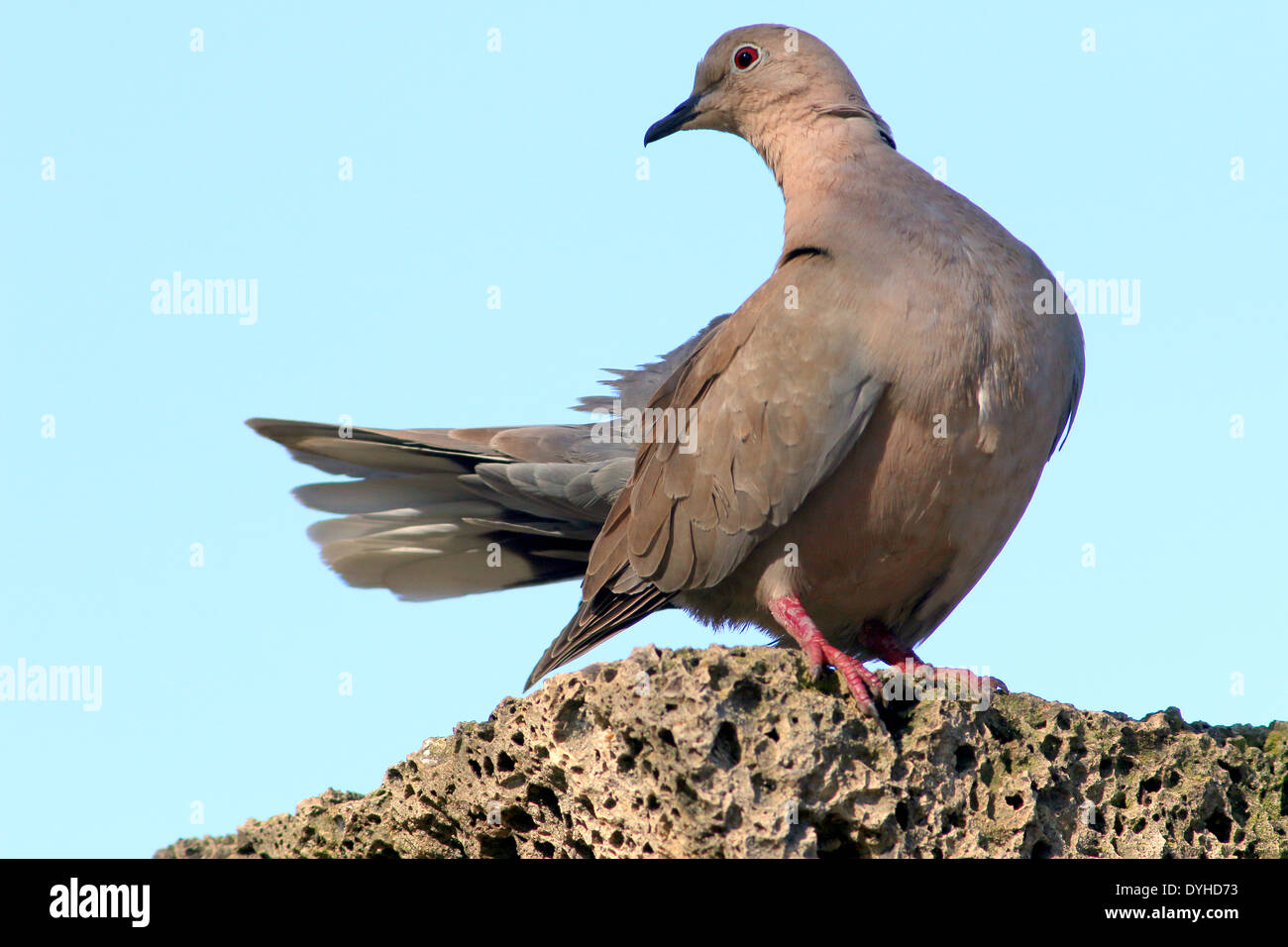 Female collared dove hi-res stock photography and images - Alamy