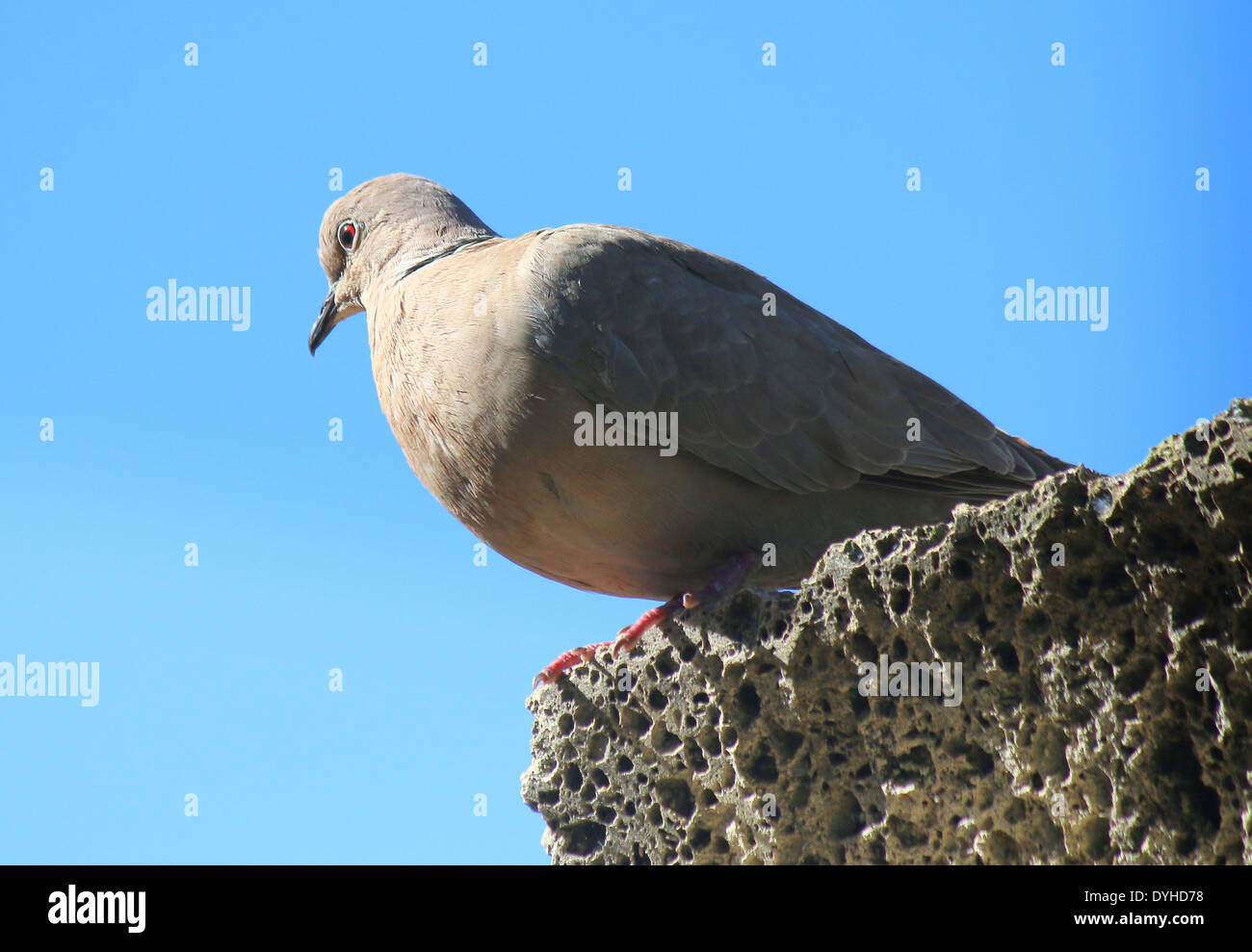 Eurasian Collared Dove (Streptopelia decaocto Stock Photo - Alamy