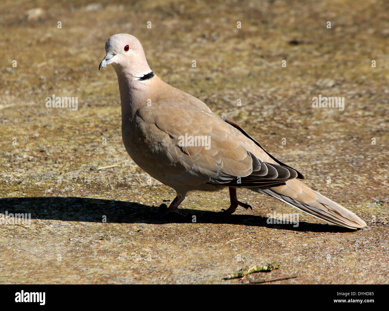 Eurasian Collared Dove (Streptopelia decaocto Stock Photo - Alamy