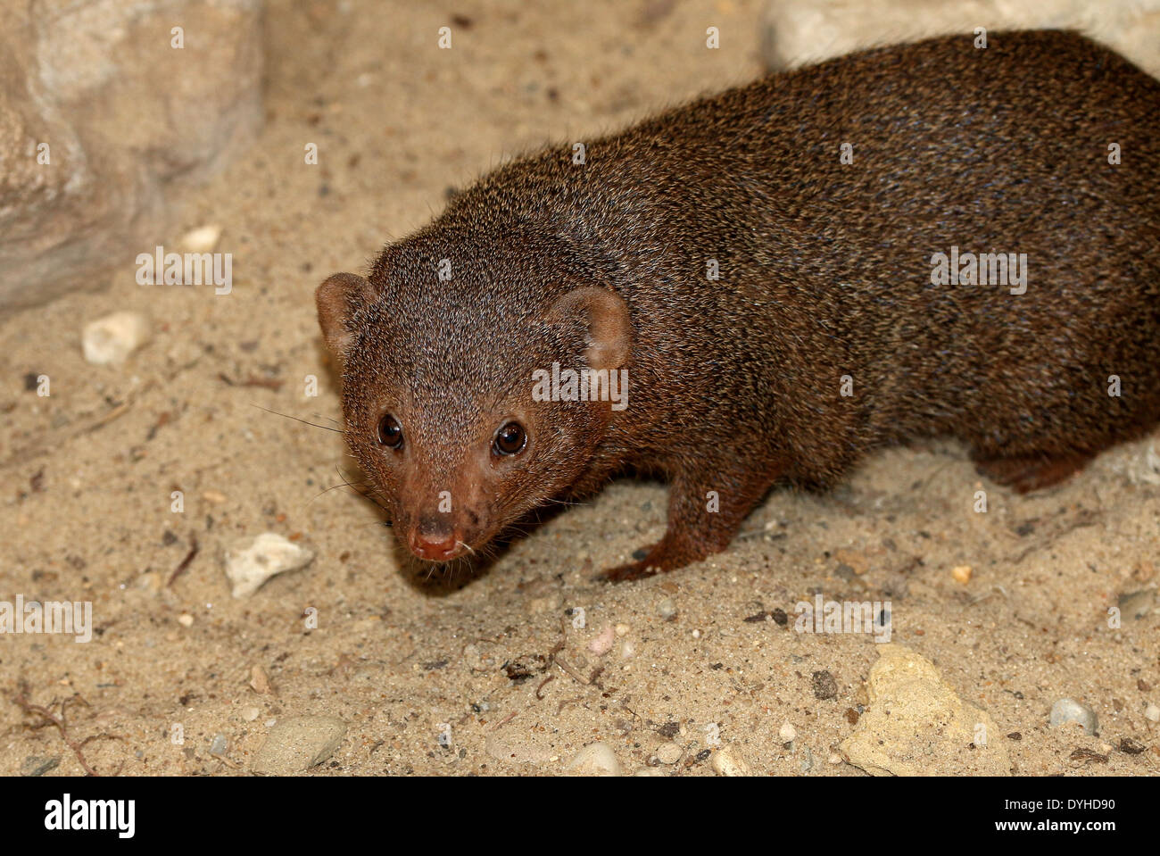 Common dwarf mongoose (Helogale parvula Stock Photo - Alamy