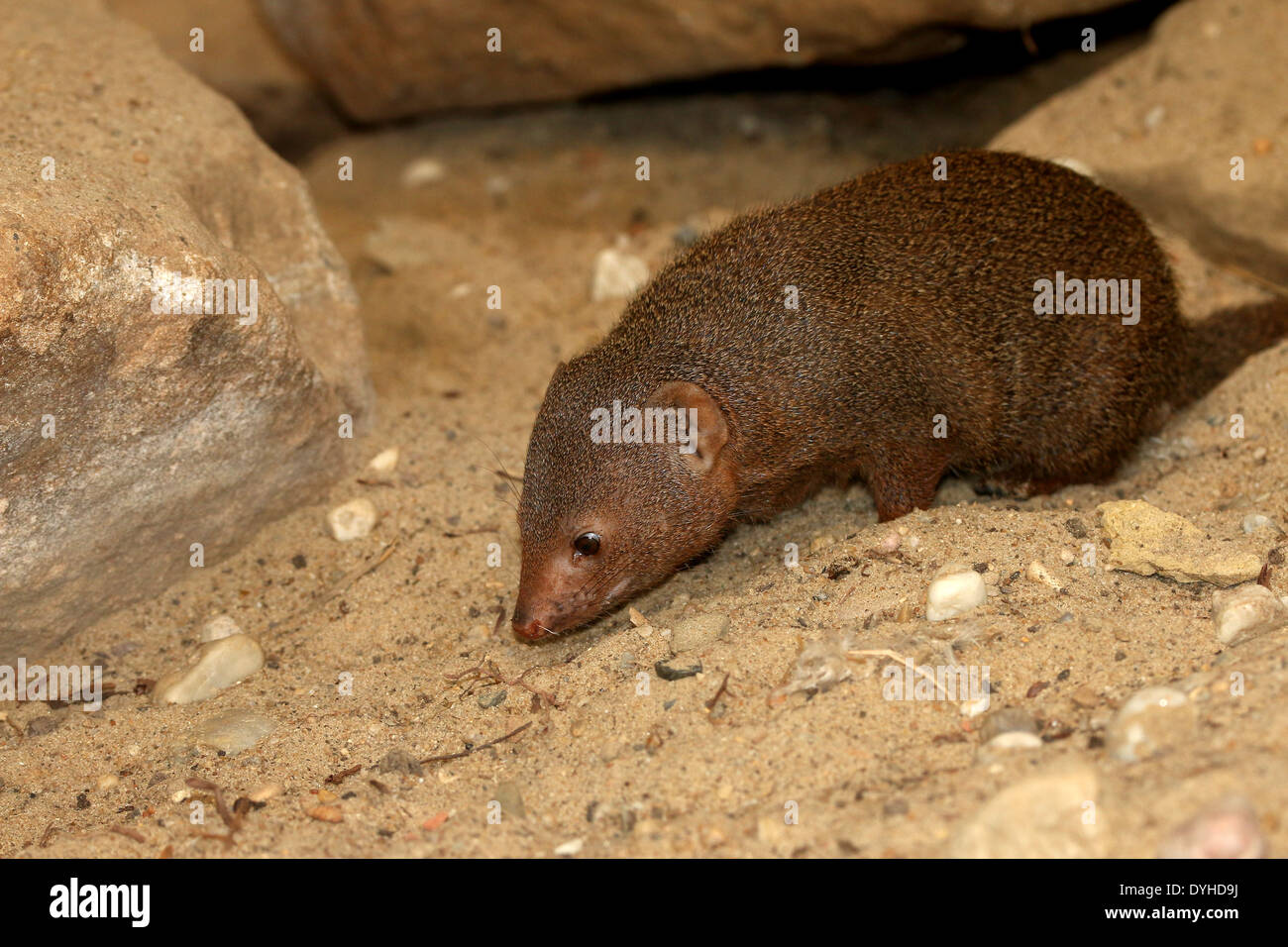 Common dwarf mongoose (Helogale parvula Stock Photo - Alamy