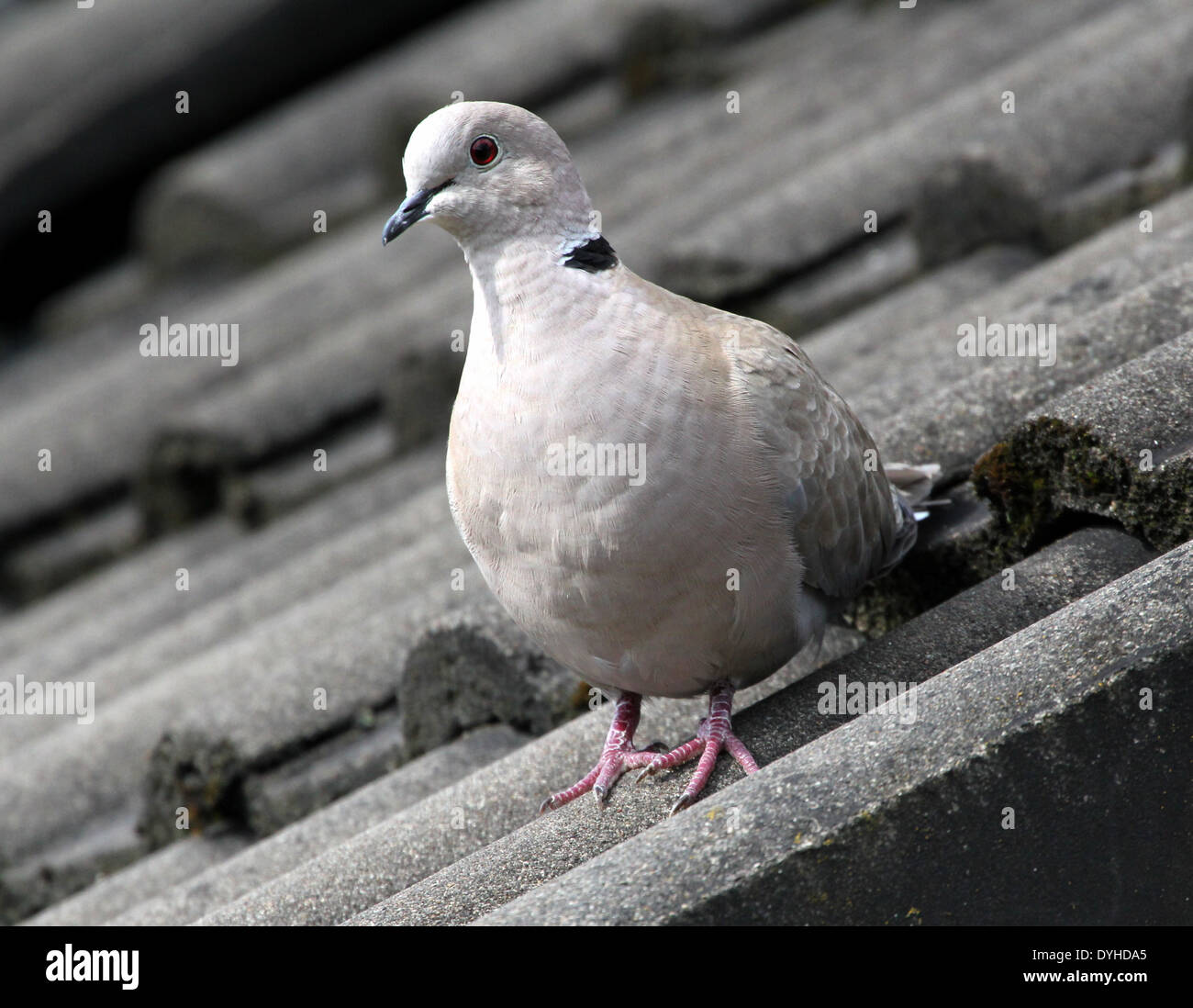 Eurasian Collared Dove (Streptopelia decaocto Stock Photo - Alamy
