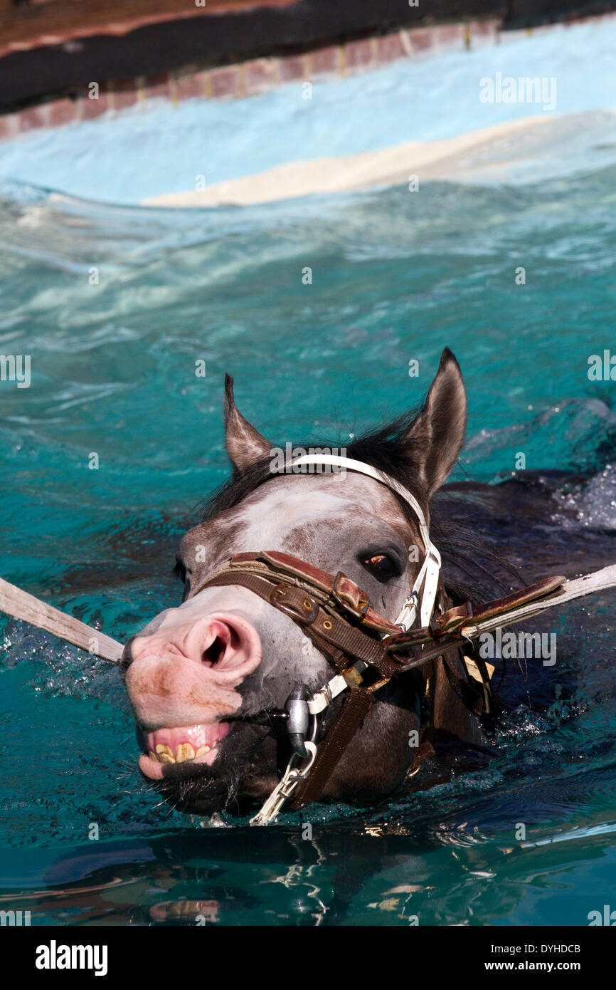 Middleham stables hi-res stock photography and images - Alamy