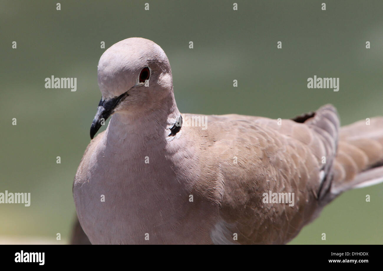 Eurasian Collared Dove (Streptopelia decaocto Stock Photo - Alamy