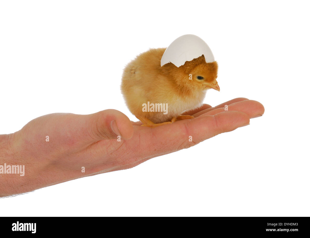 Hand holding baby chick Cut Out Stock Images & Pictures - Alamy