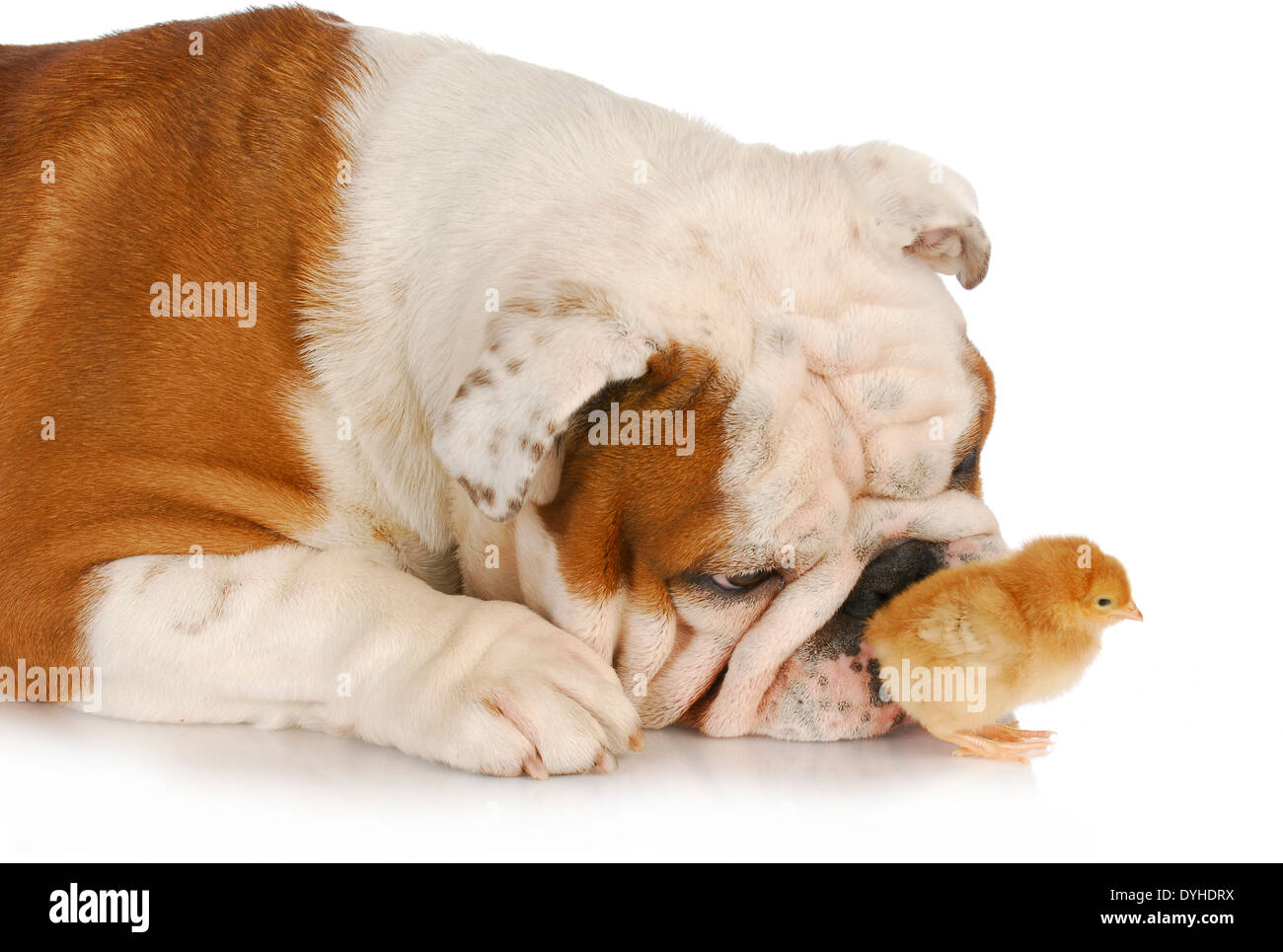 Are English Bulldogs Hunting Dogs