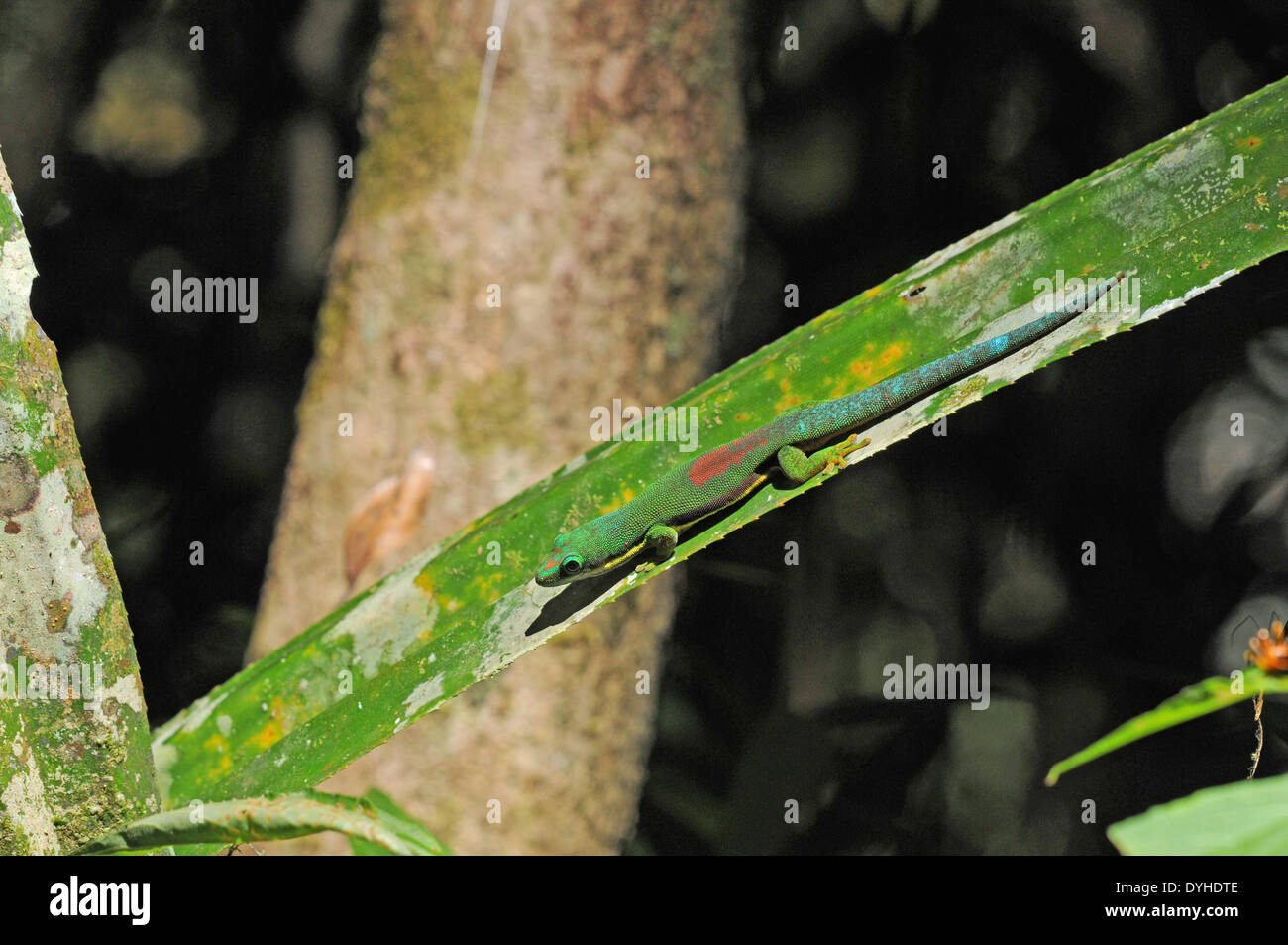 Lined day gecko (Phelsuma lineata) basking in agave leaf Stock Photo ...
