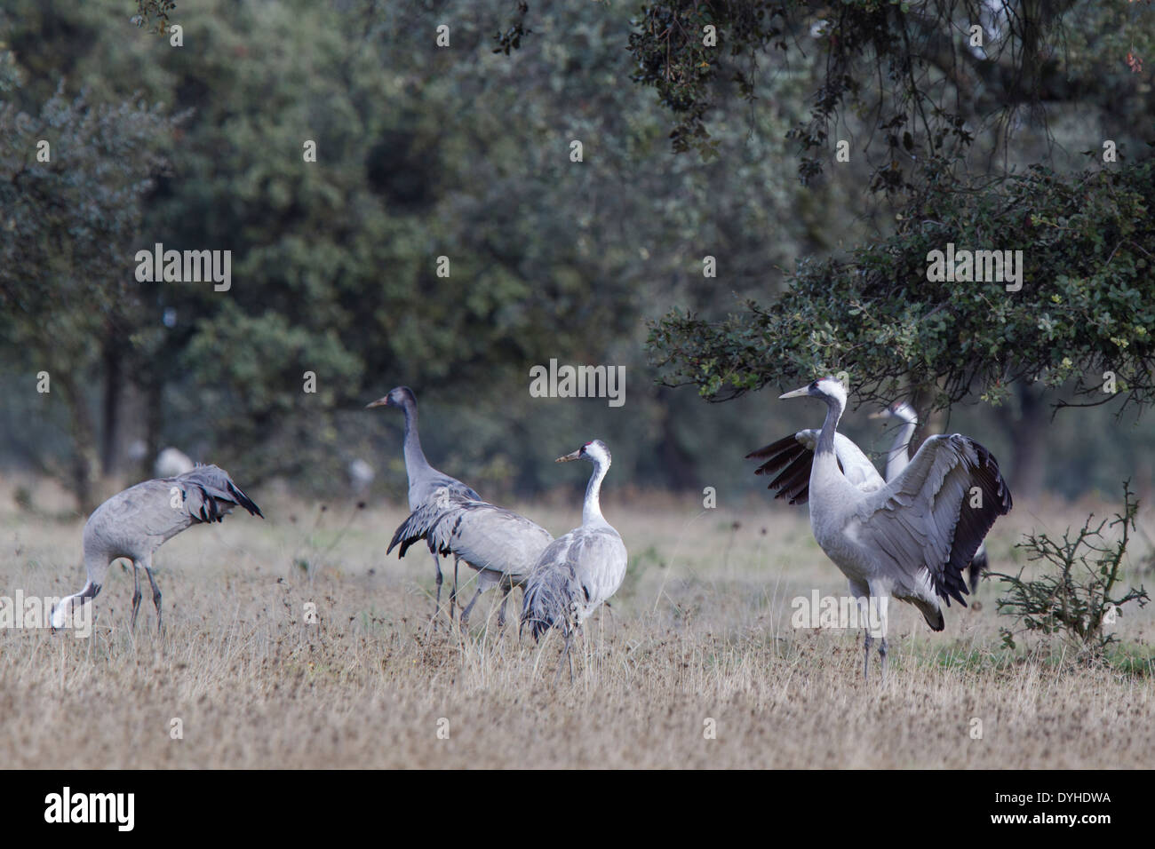 Common Crane, Eurasian Crane, Grus grus, Kranich, Extremadura, Spain ...