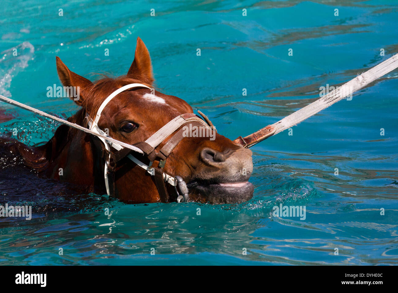 Mark johnston stable hi-res stock photography and images - Alamy