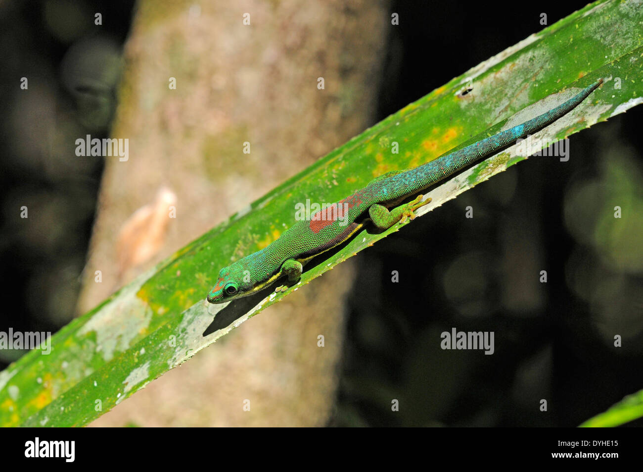 Lined day gecko (Phelsuma lineata) basking in agave leaf Stock Photo ...