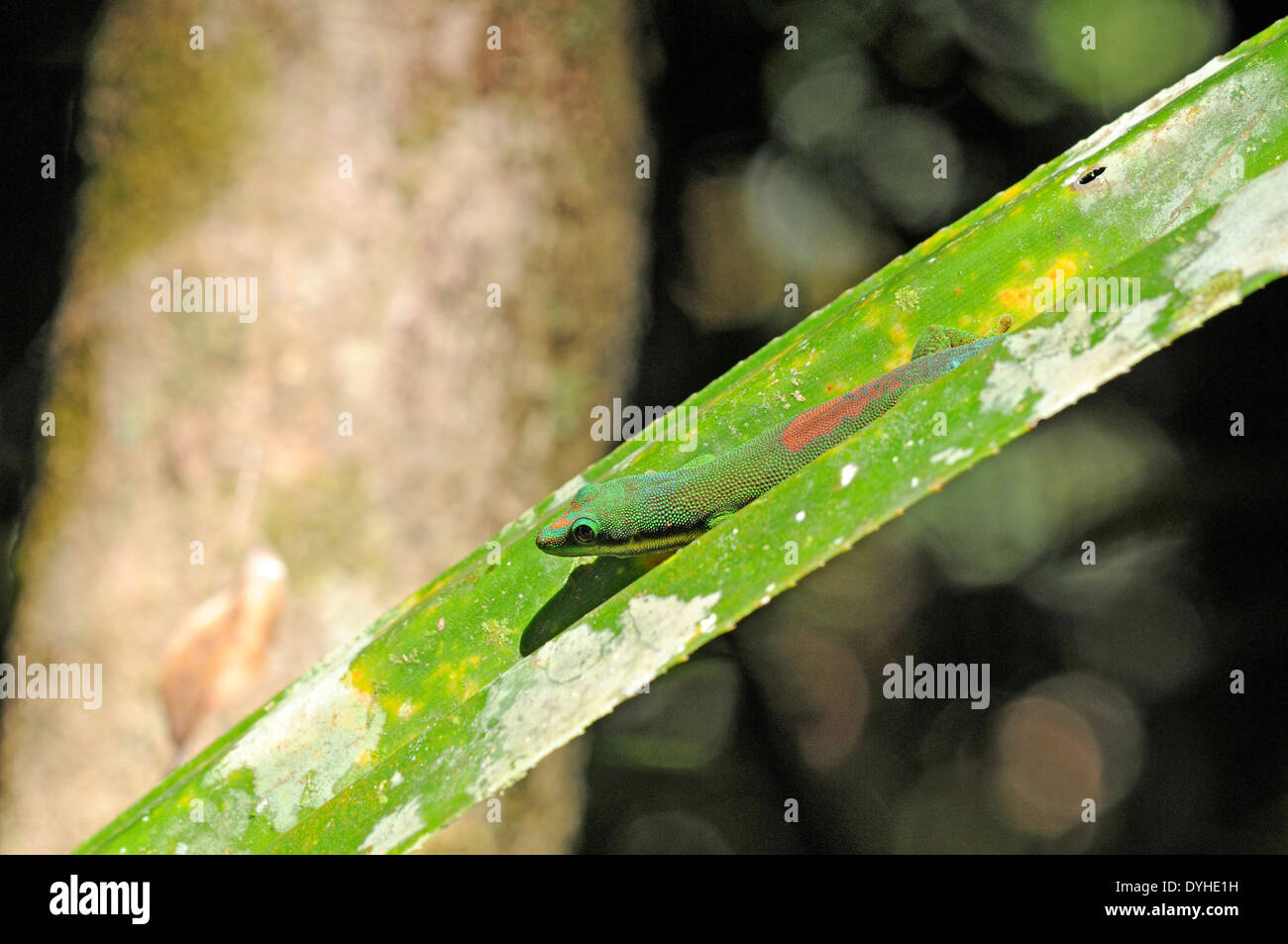Lined day gecko (Phelsuma lineata) basking in agave leaf Stock Photo ...