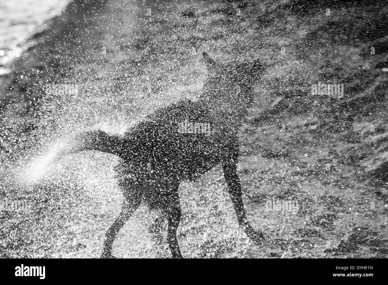 Dog shaking itself dry Stock Photo - Alamy