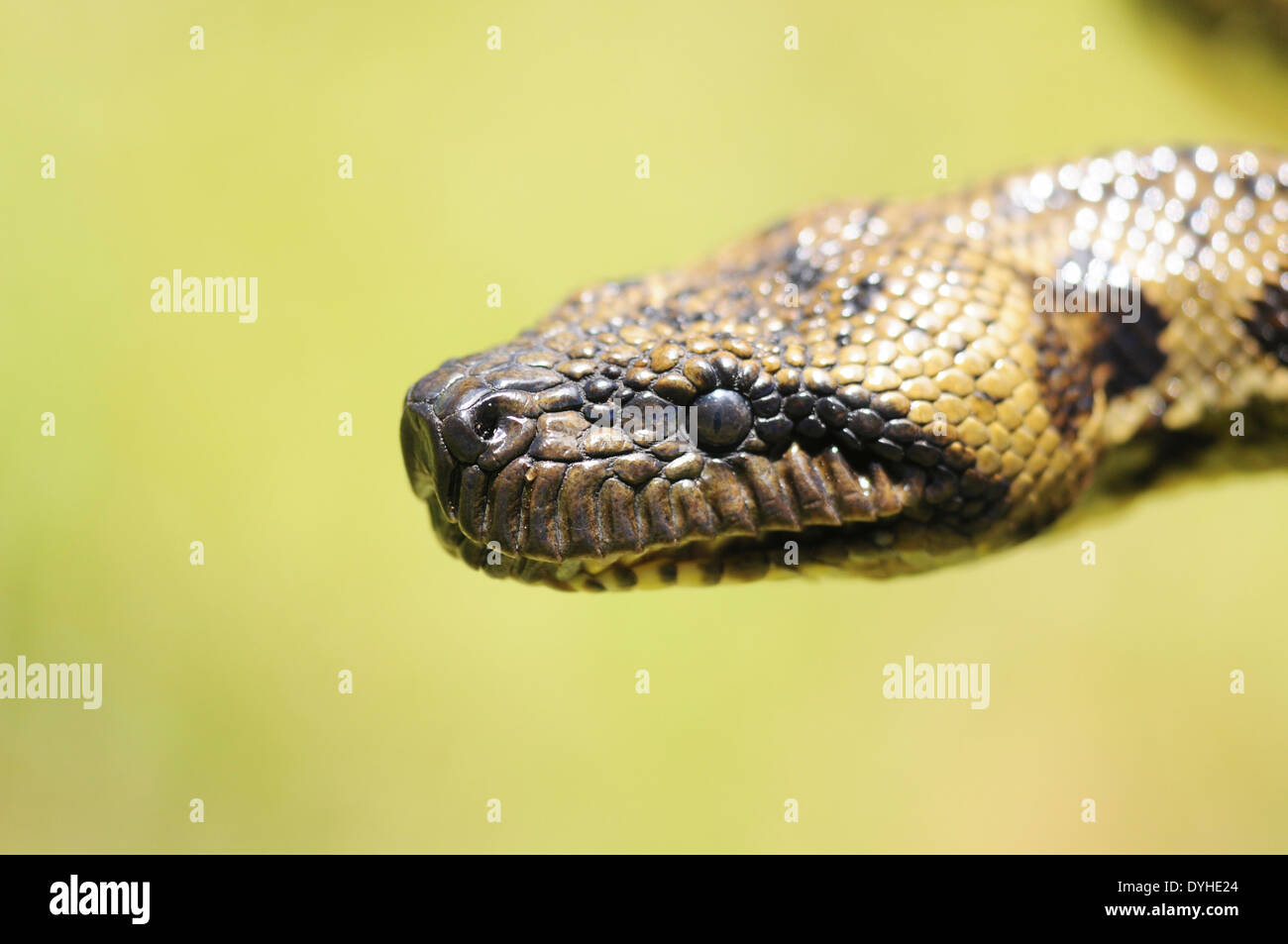 Madagascar tree boa (Sanzinia madagascariensis), head Stock Photo - Alamy
