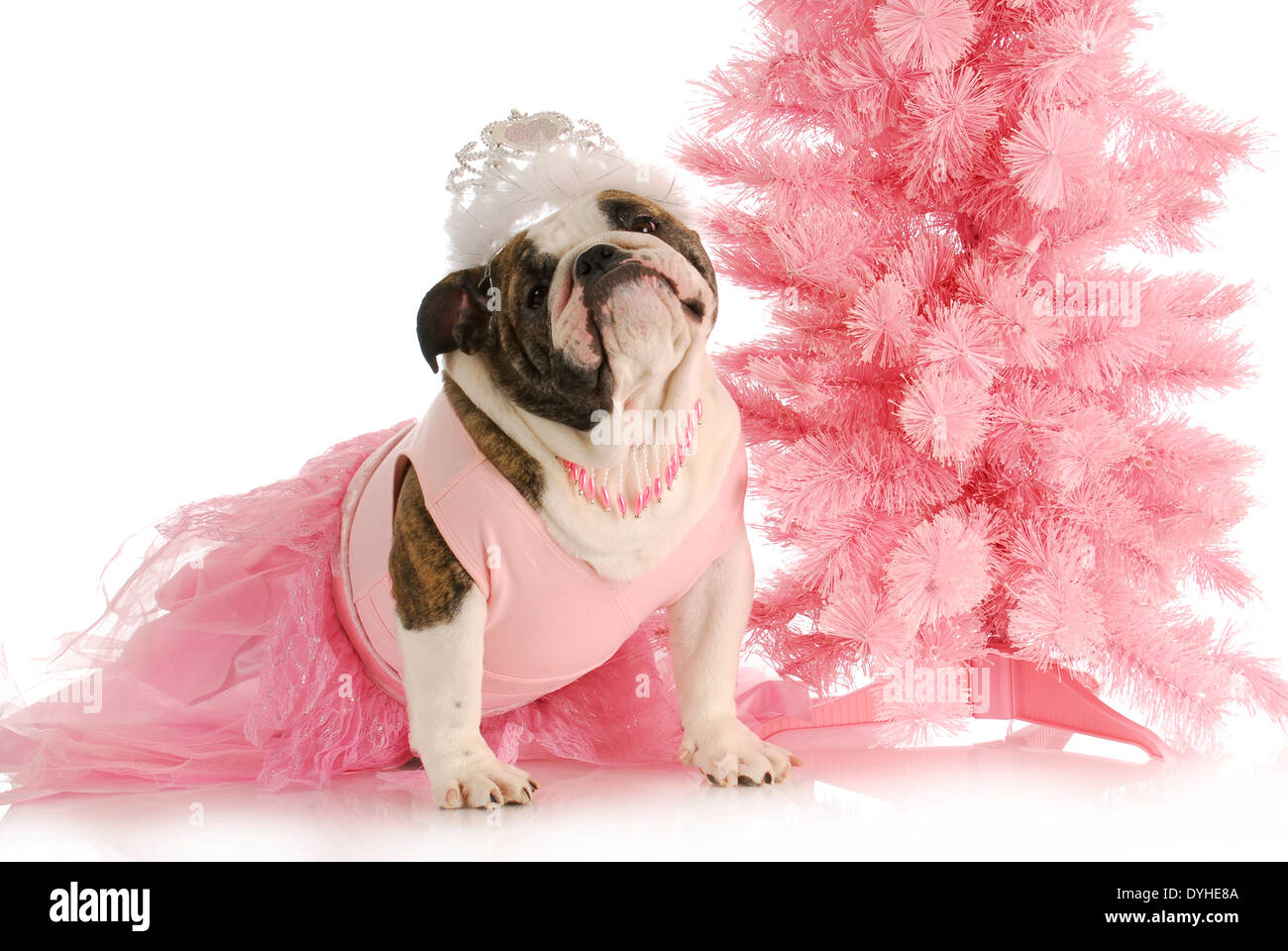Princess crown animals hi-res stock photography and images - Alamy