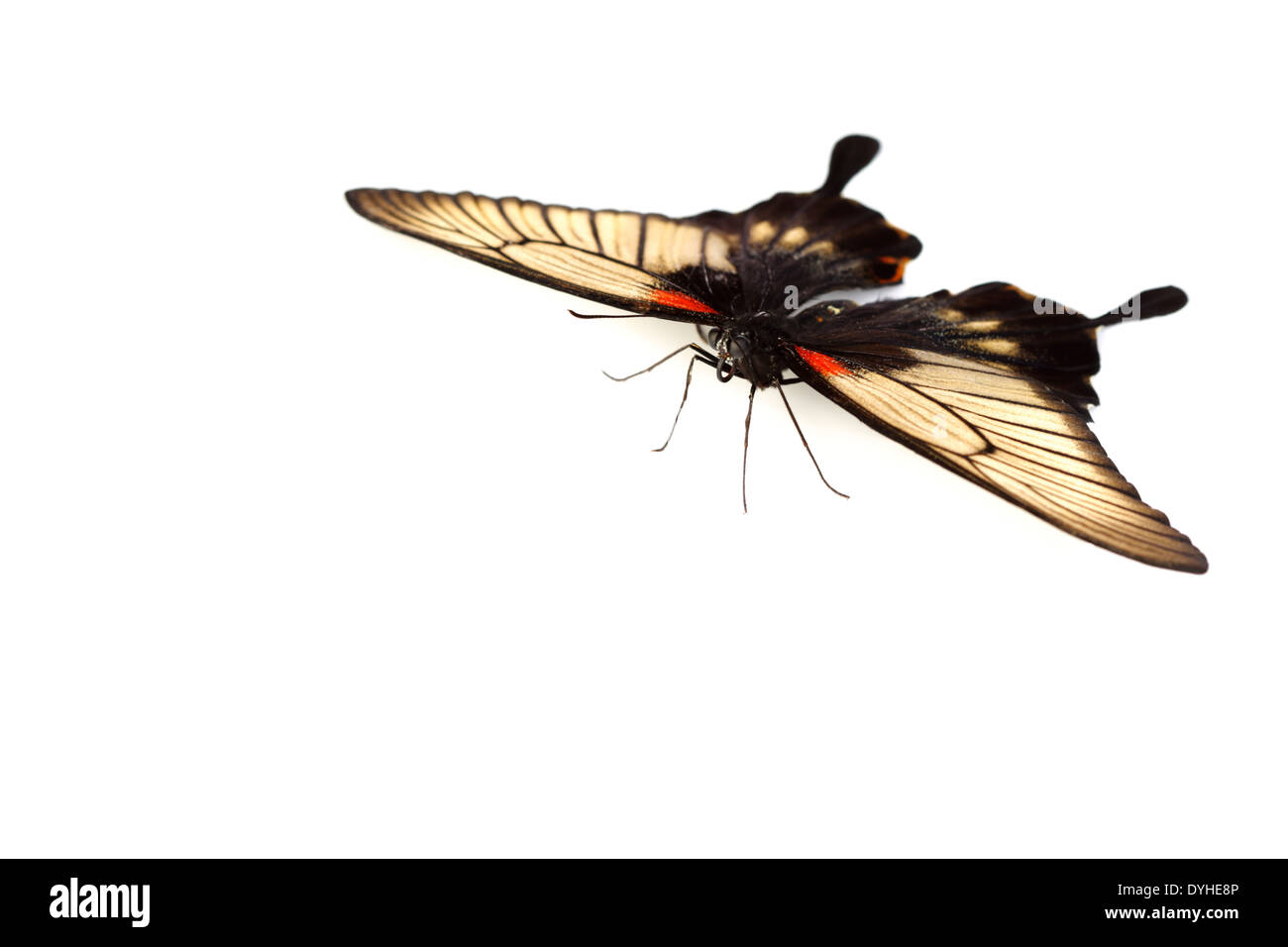Papilio Lovii isolated on white Stock Photo - Alamy