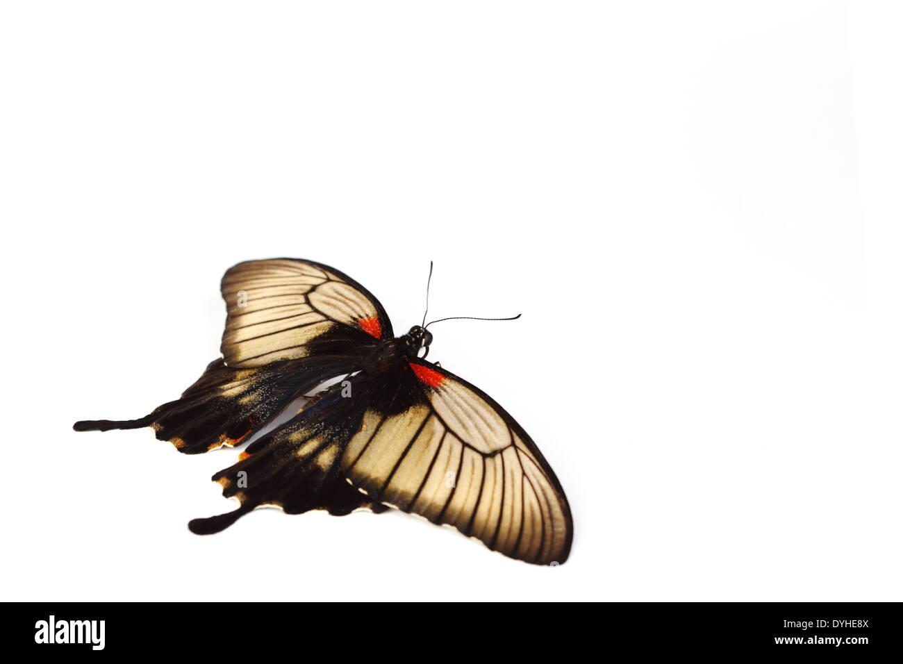 Papilio Lovii isolated on white Stock Photo - Alamy
