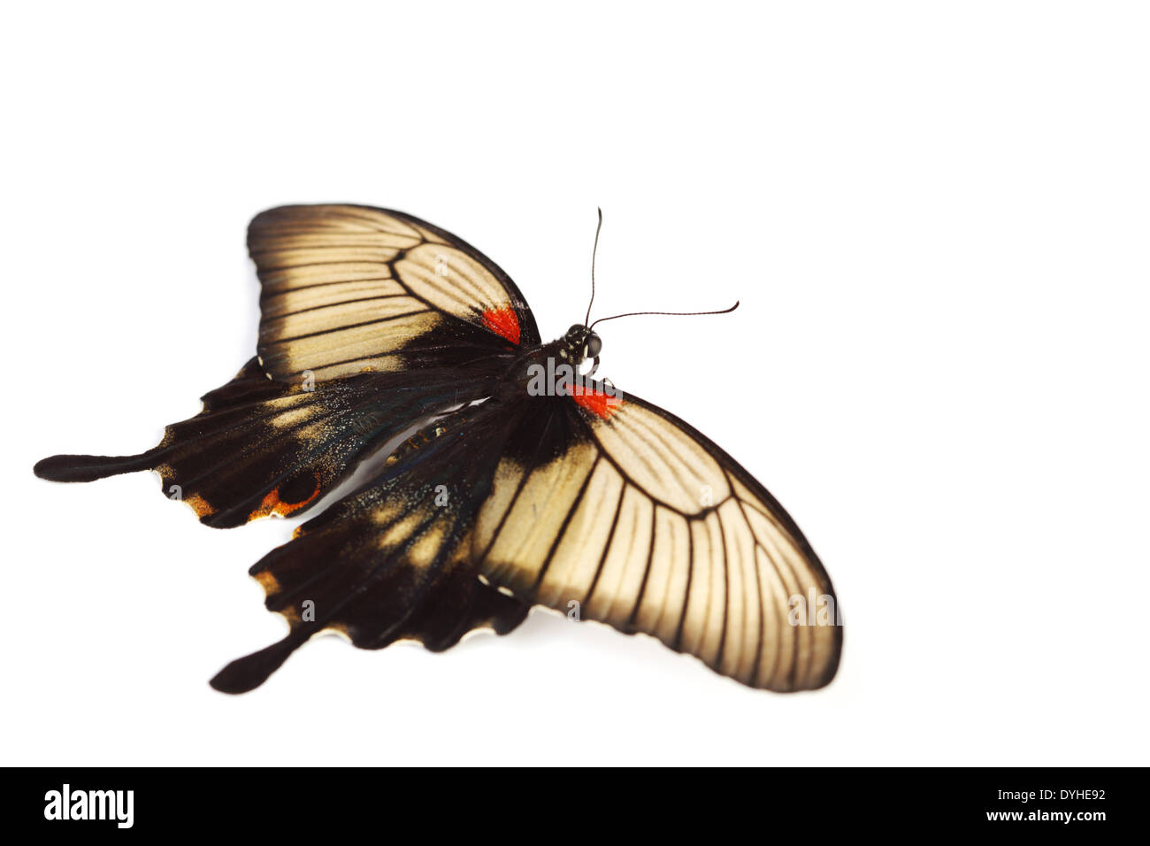 Papilio Lovii isolated on white Stock Photo - Alamy