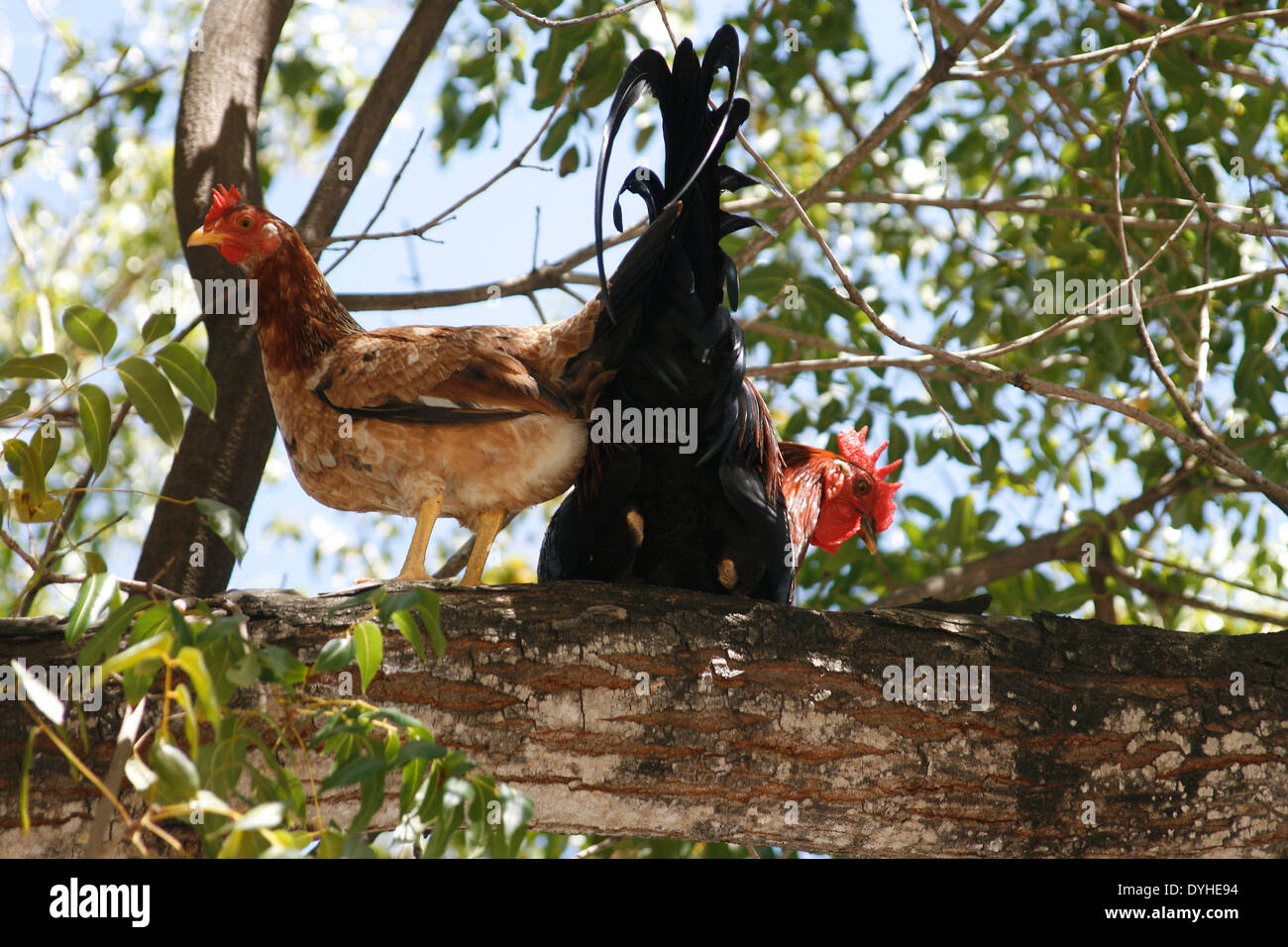 Free the wild hi-res stock photography and images - Alamy