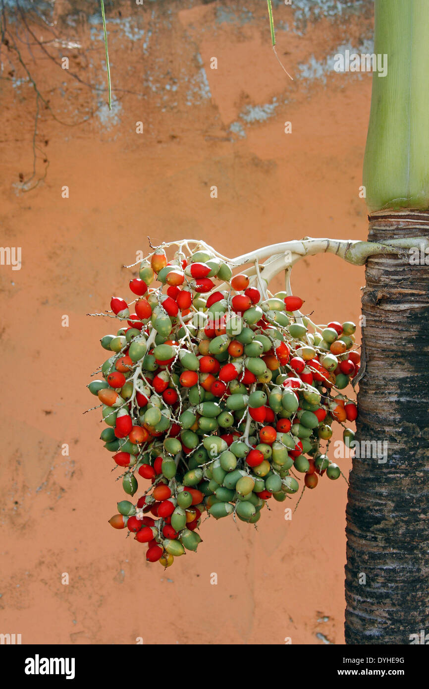 Isla Culebra Puerto Rico USA territory palm tree seeds fruit Stock ...